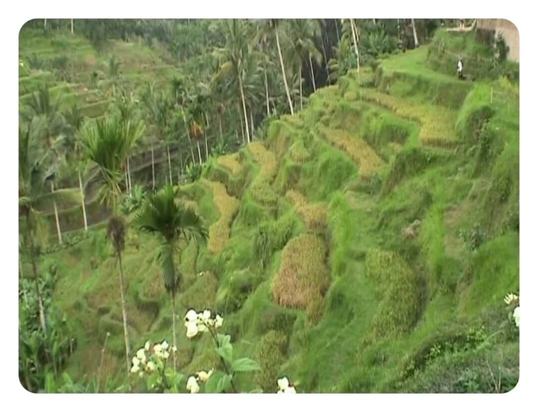 indonesia.bertwinkelbuiter.nl - Rijstplantages
